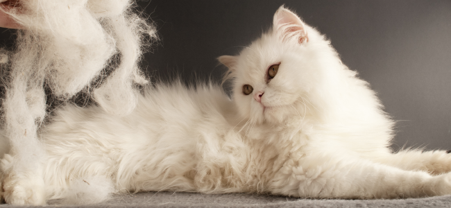 Opadanje dlake kod kućnih ljubimaca